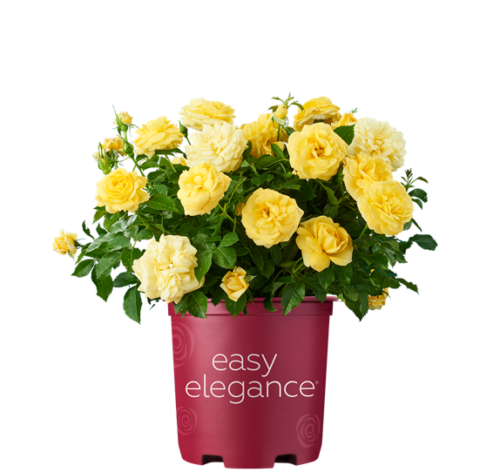 Easy Elegance Roses