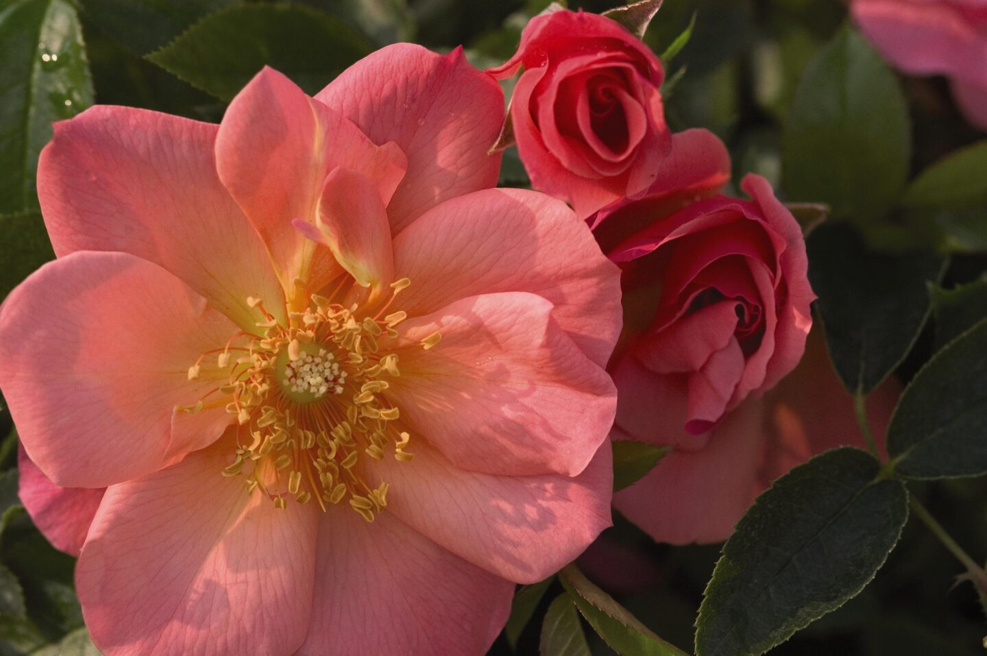 All the Rage Rose | Easy Elegance