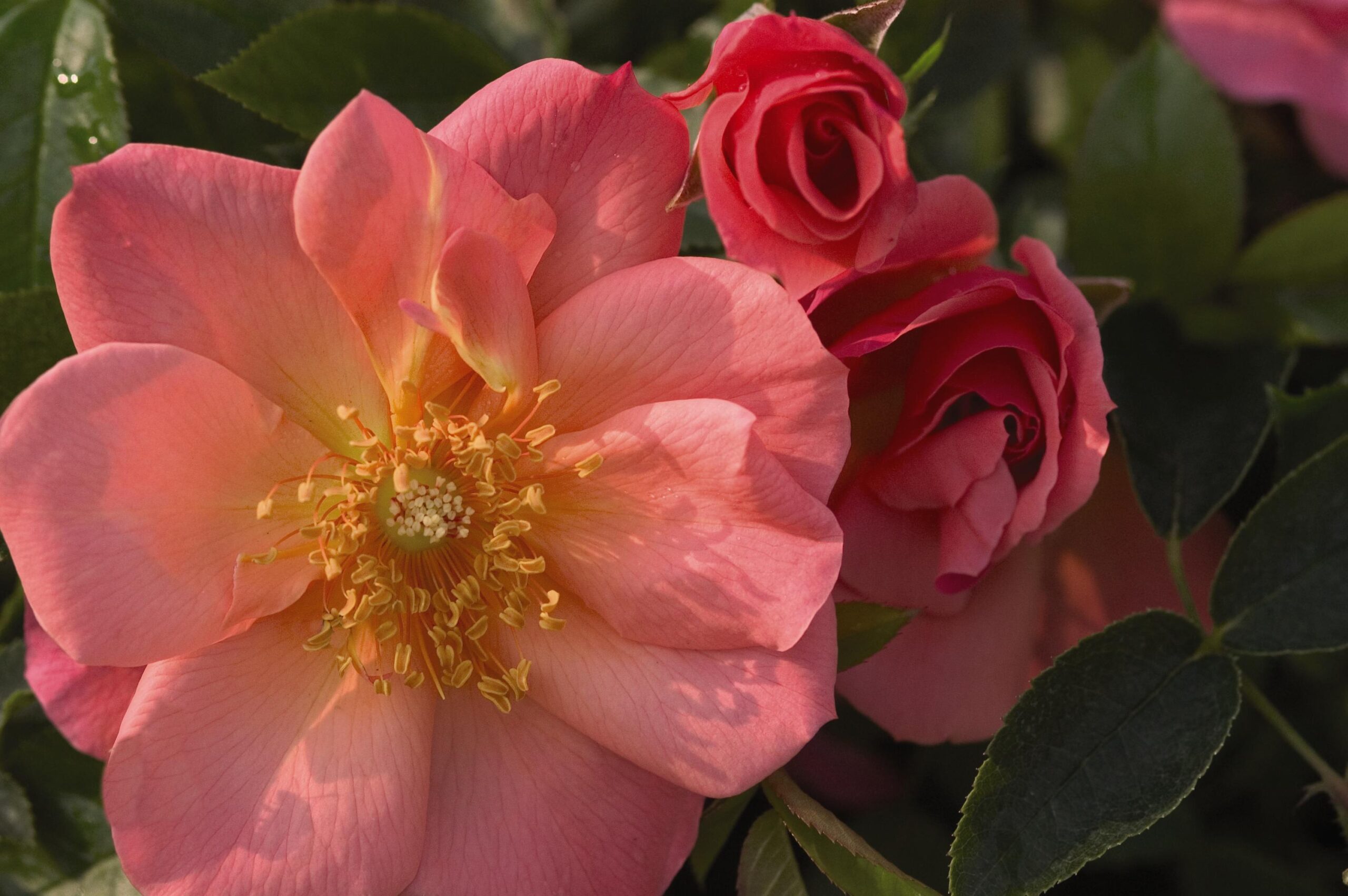 All the Rage Rose | Easy Elegance