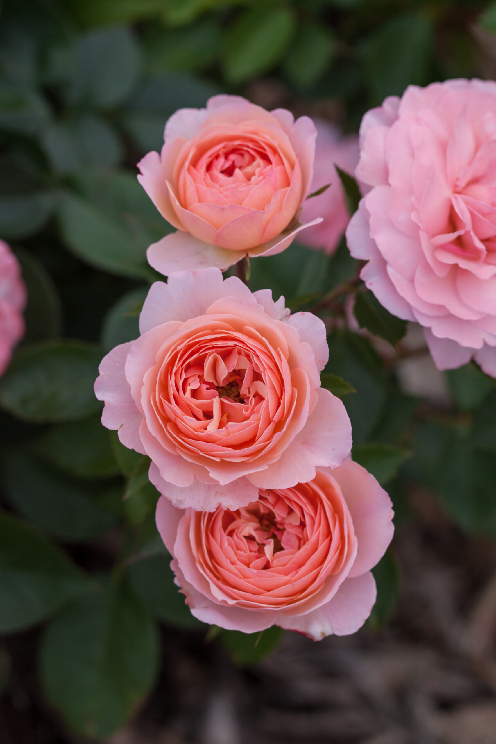 Calypso Rose | Easy Elegance