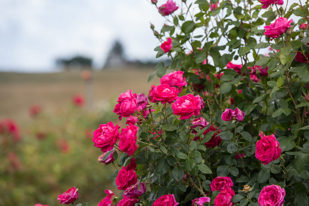 My Girl Rose | Easy Elegance