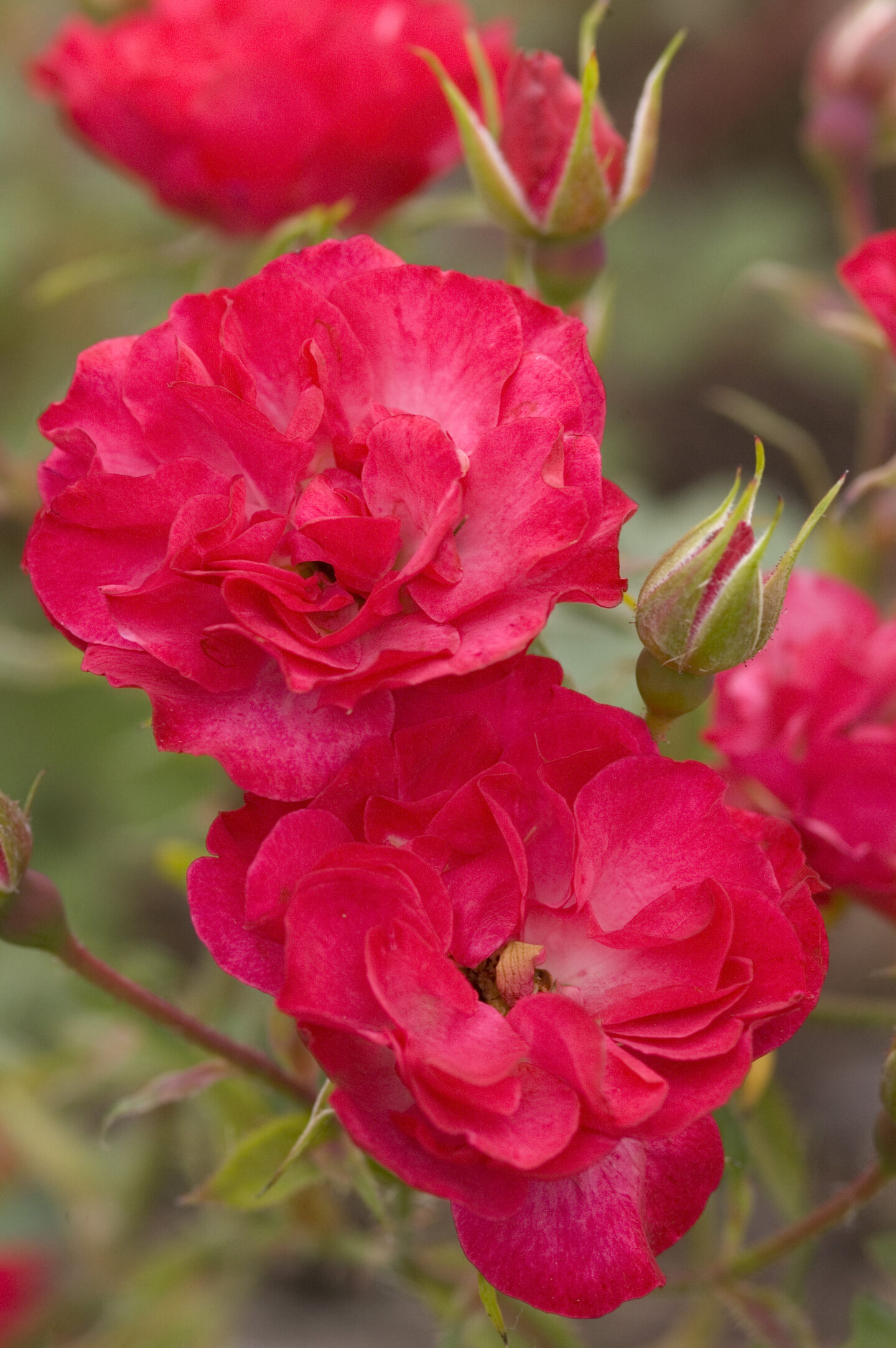 Mystic Fairy® Rose | Easy Elegance