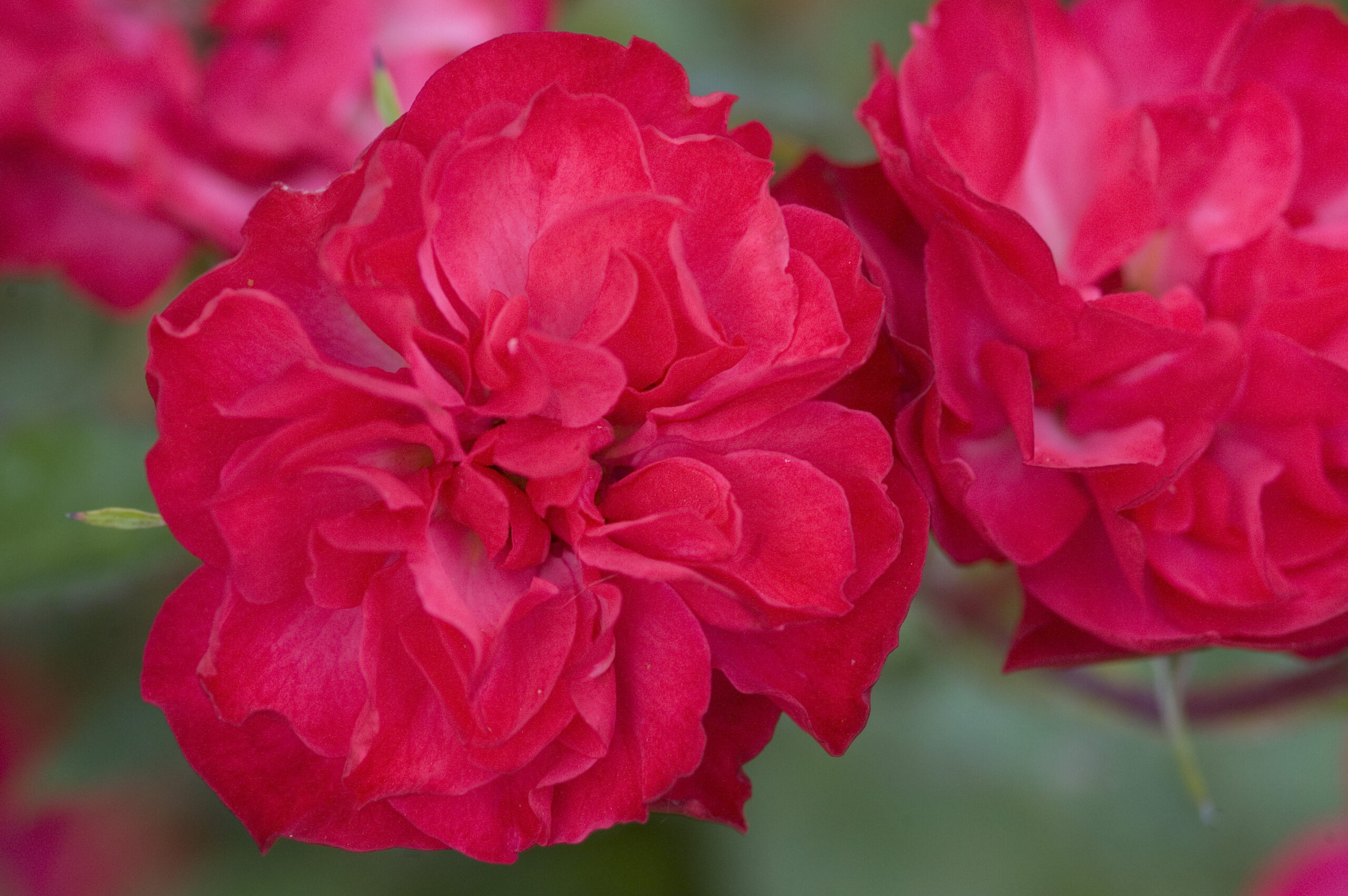 Mystic Fairy® Rose | Easy Elegance