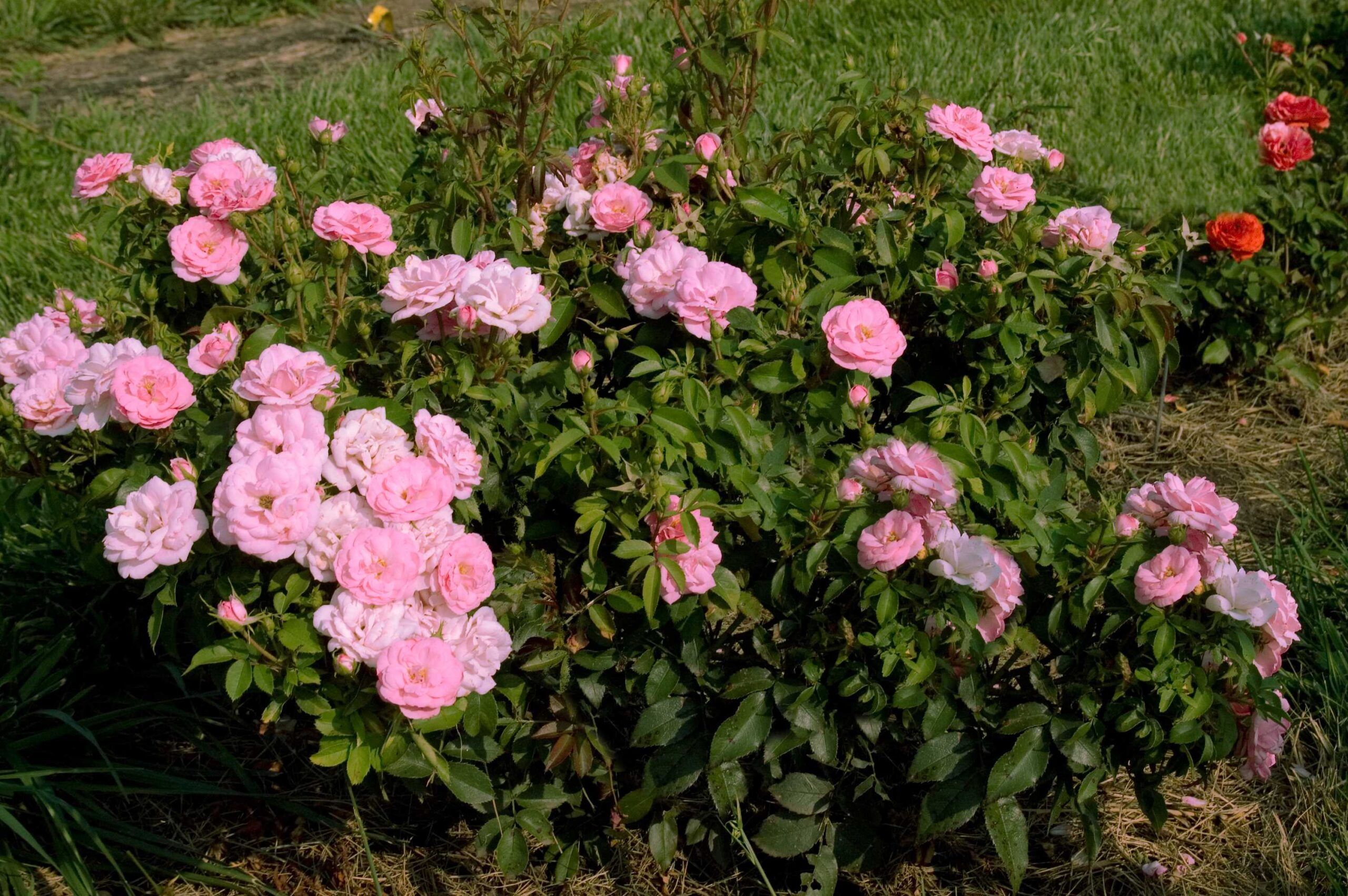 Pinktopia Rose | Easy Elegance