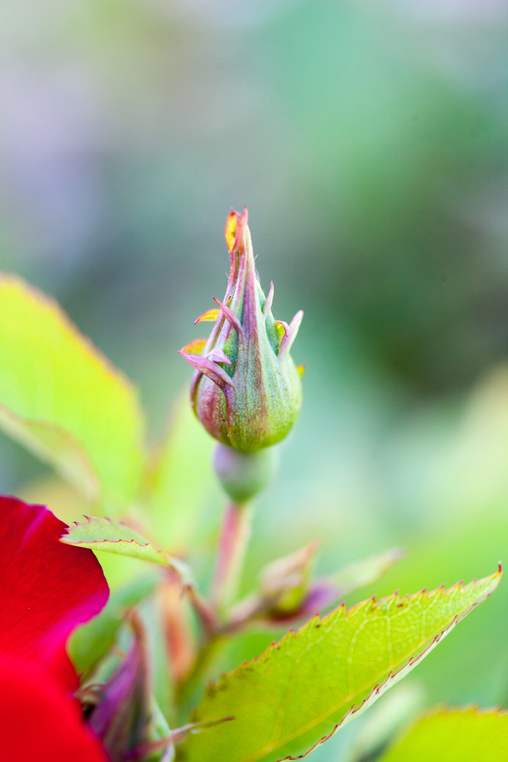 Screaming Neon Red™ Rose | Easy Elegance