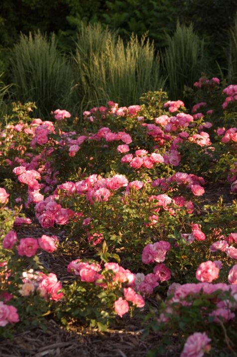 Sunrise Sunset Rose | Easy Elegance