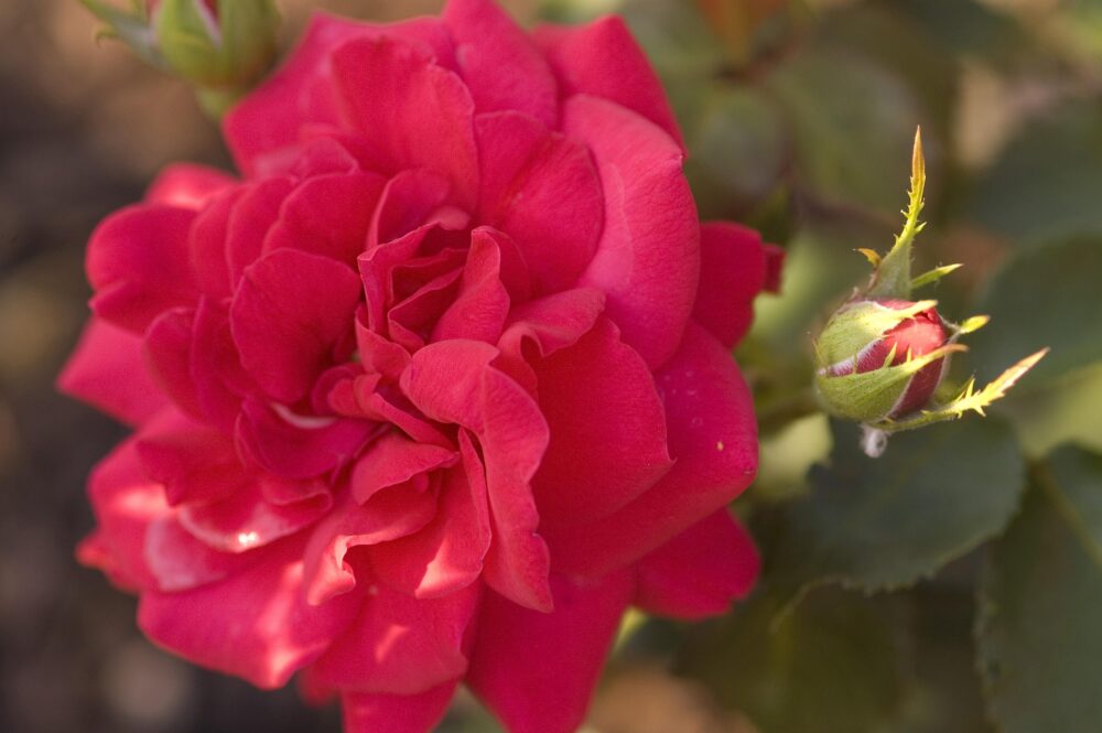 Super Hero Rose | Easy Elegance