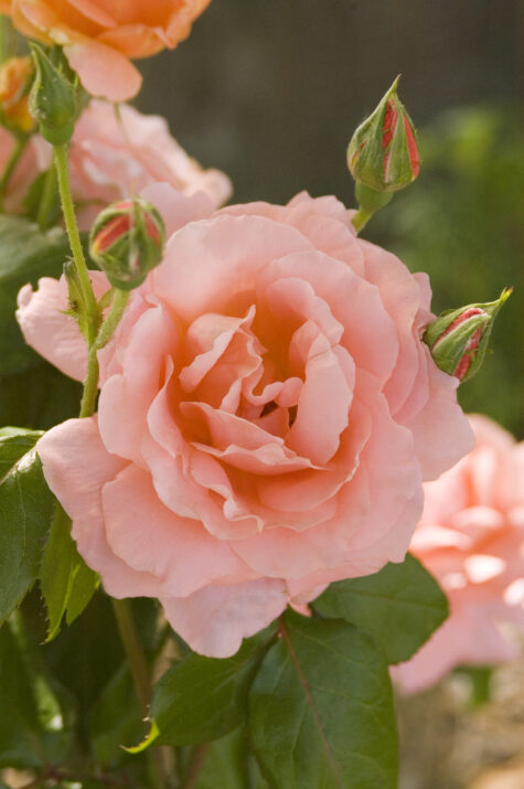 Sweet Fragrance Rose | Easy Elegance