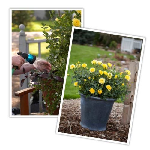 Potted Roses: Top Varieties for Container Gardening Success | Easy Elegance