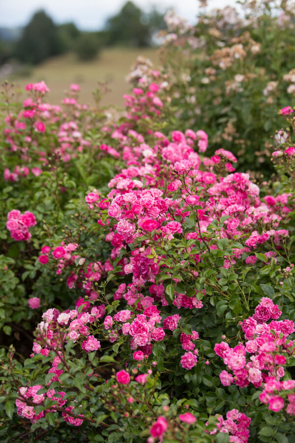 Little Mischief Rose | Easy Elegance