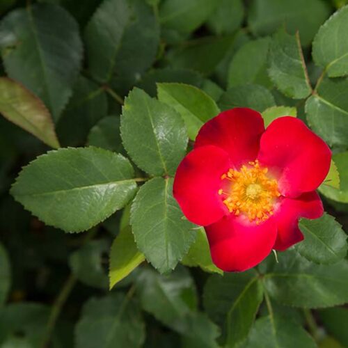 Disease-Resistant Roses | Easy Elegance