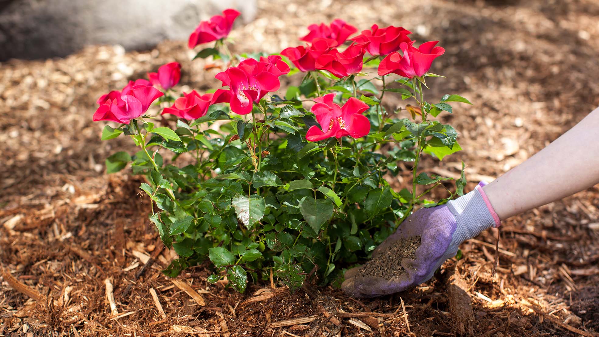 Fertilizing Roses: Everything You Need to Know for Optimal Growth ...