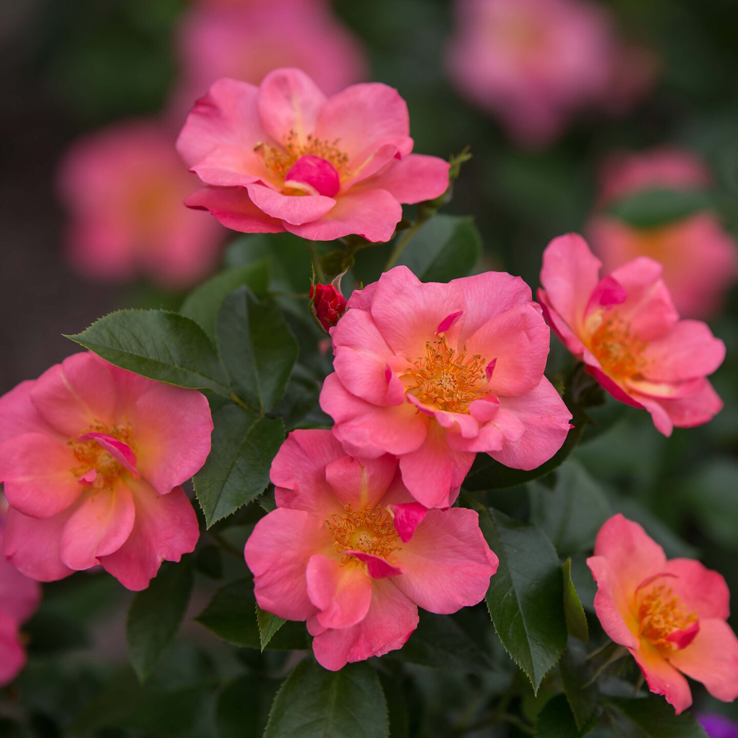 Spring Planning for Beautiful Roses | Easy Elegance