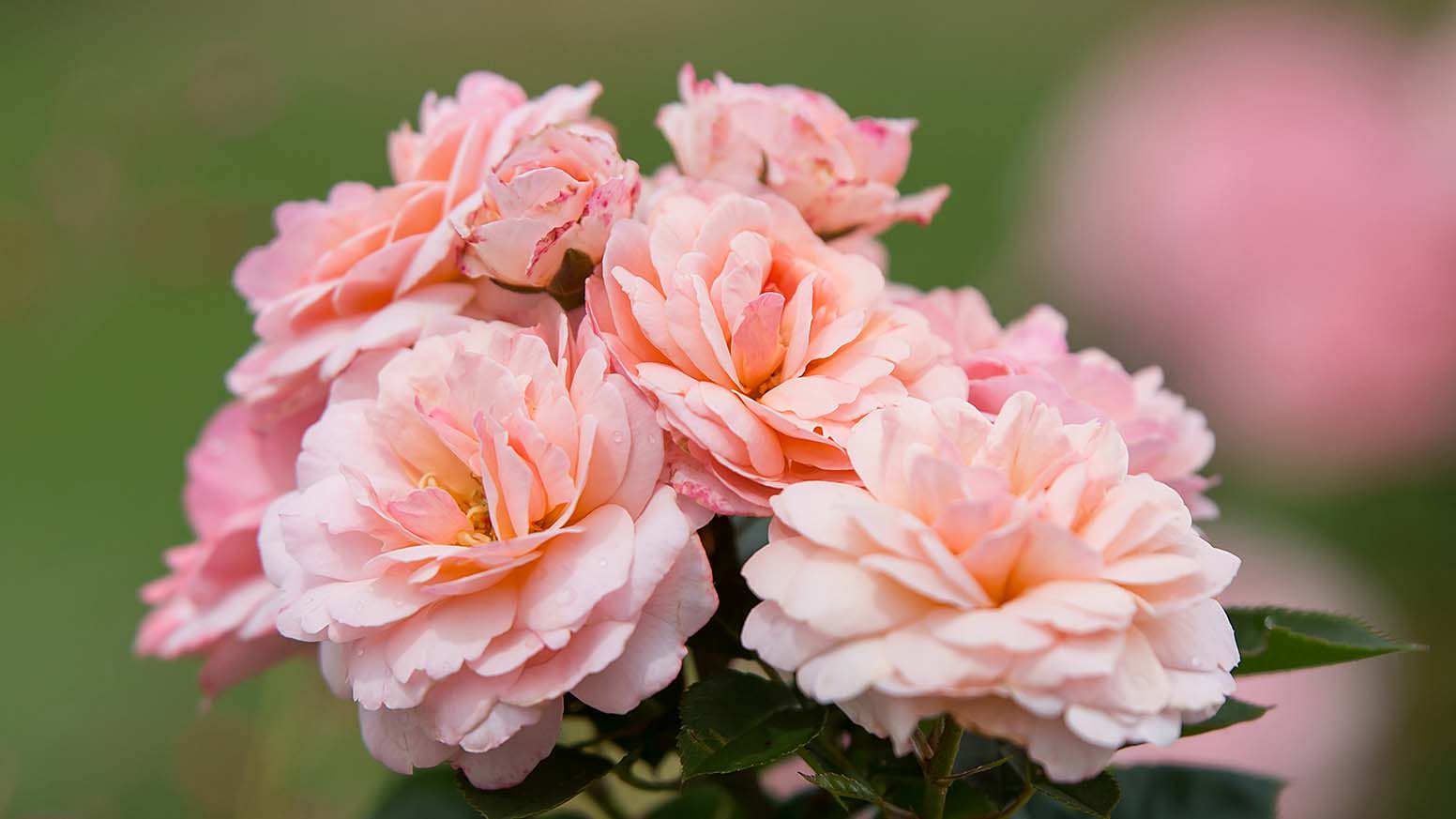 Spring Planning for Beautiful Roses | Easy Elegance