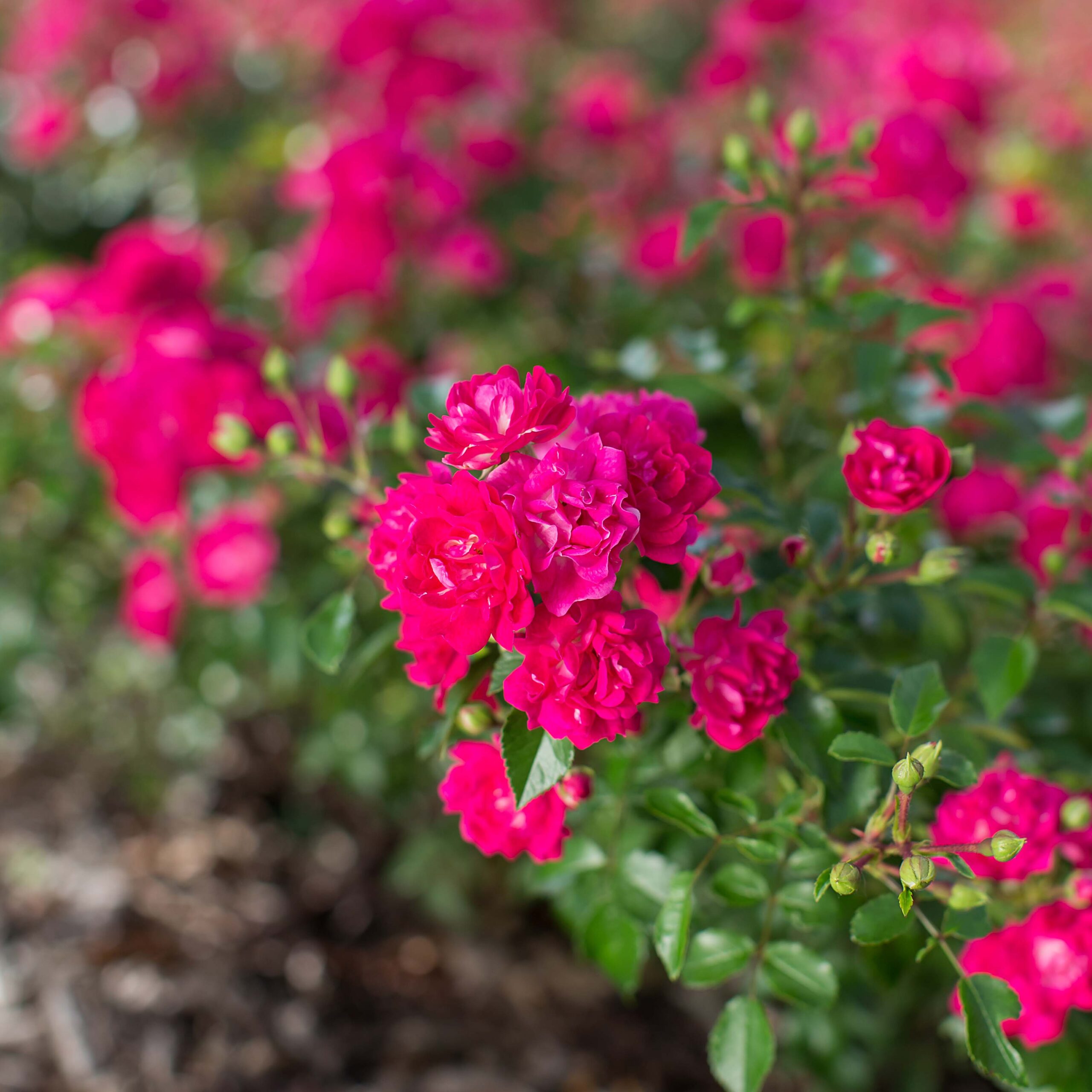 Tips for Beginners | Easy Elegance