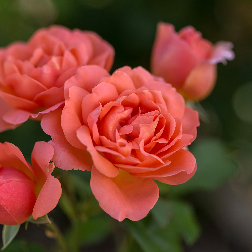 Gardening With Color | Easy Elegance