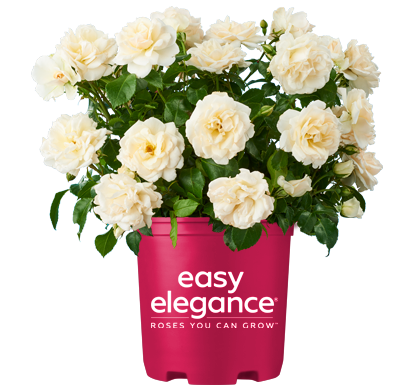 Easy Elegance Roses