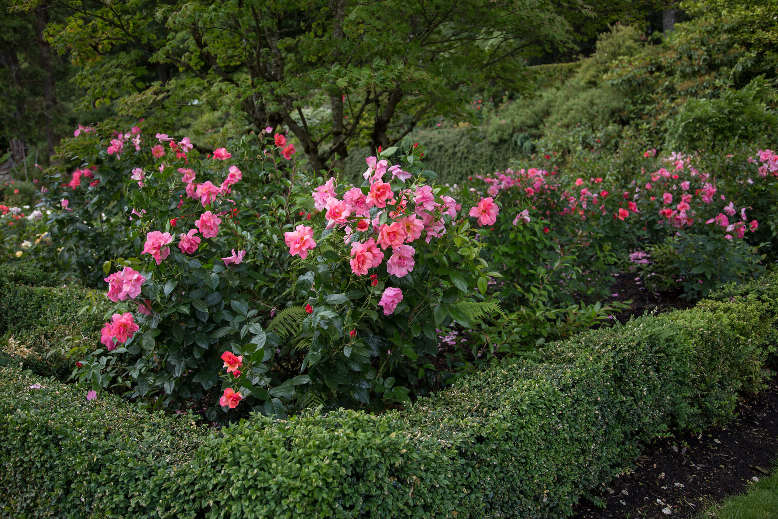 How to Use Roses in the Landscape | Easy Elegance