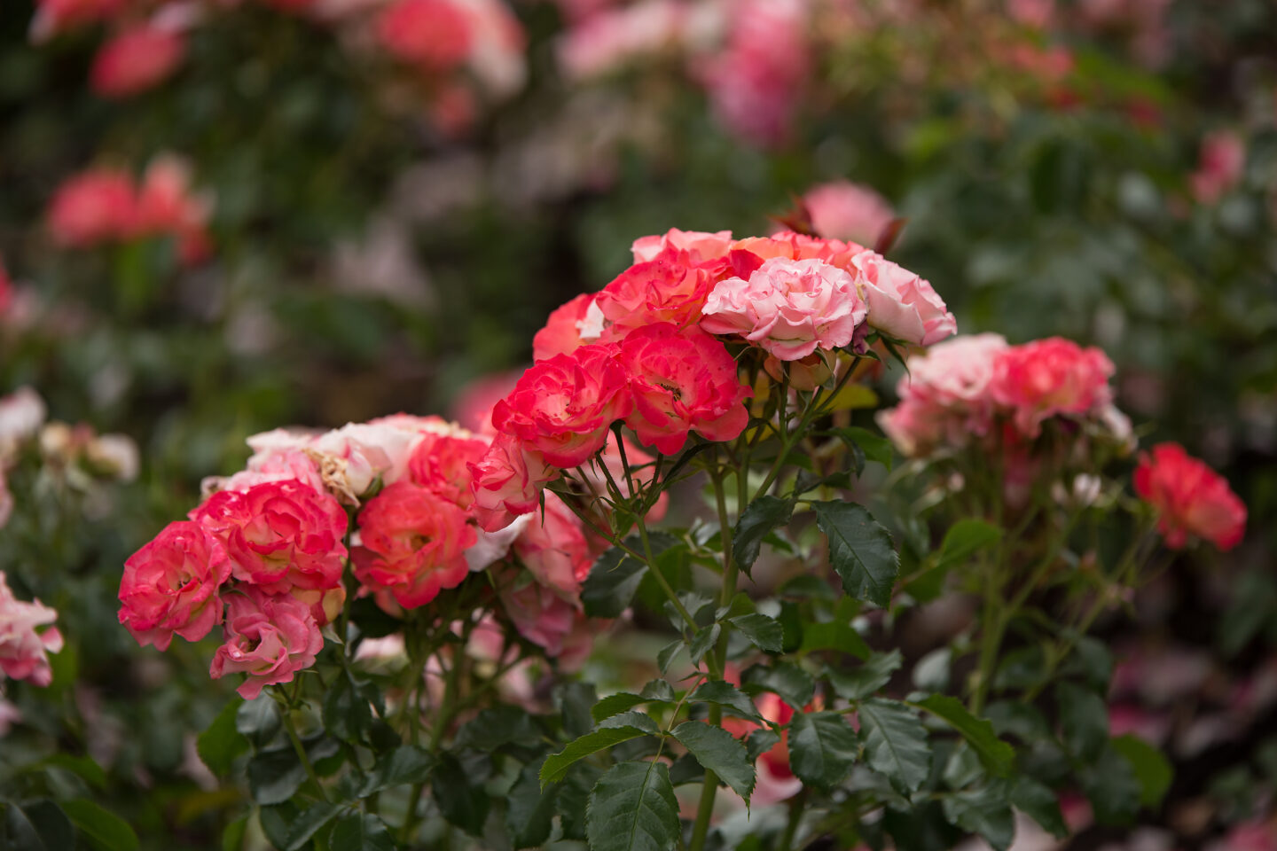 Rose Planting Guide for Fall | Easy Elegance