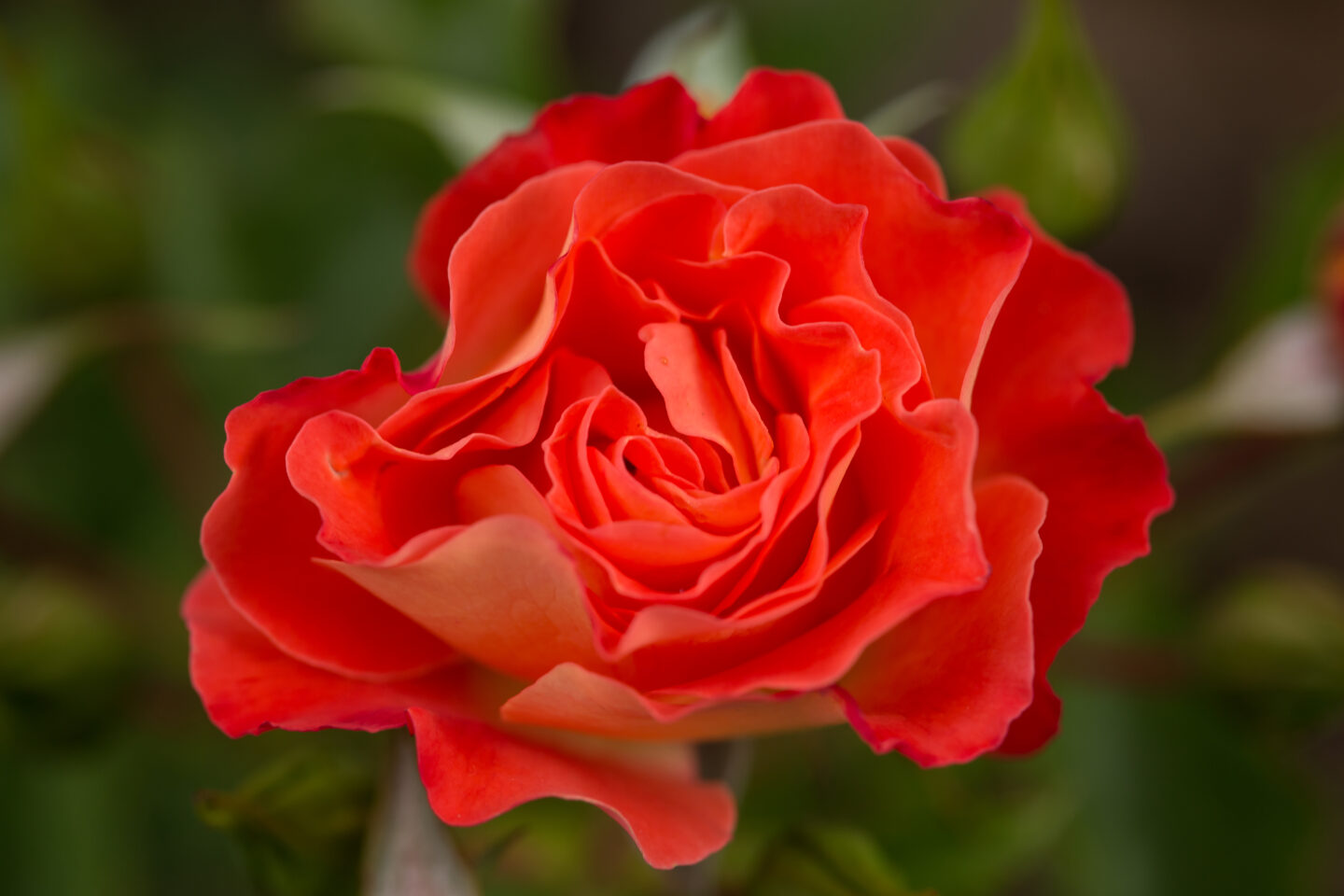 Garden Gab™ - Fall Dos and Don'ts | Easy Elegance