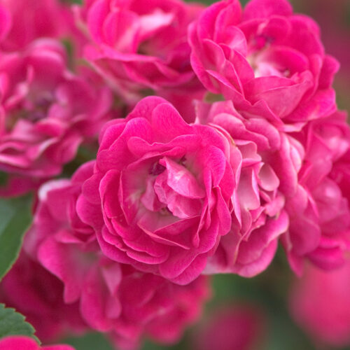 How to Overwinter Roses in Containers | Easy Elegance