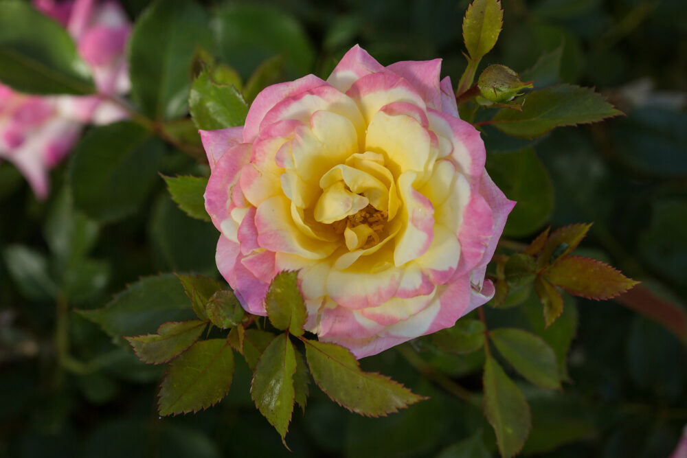 Garden Gab™ - Fall Dos and Don'ts | Easy Elegance