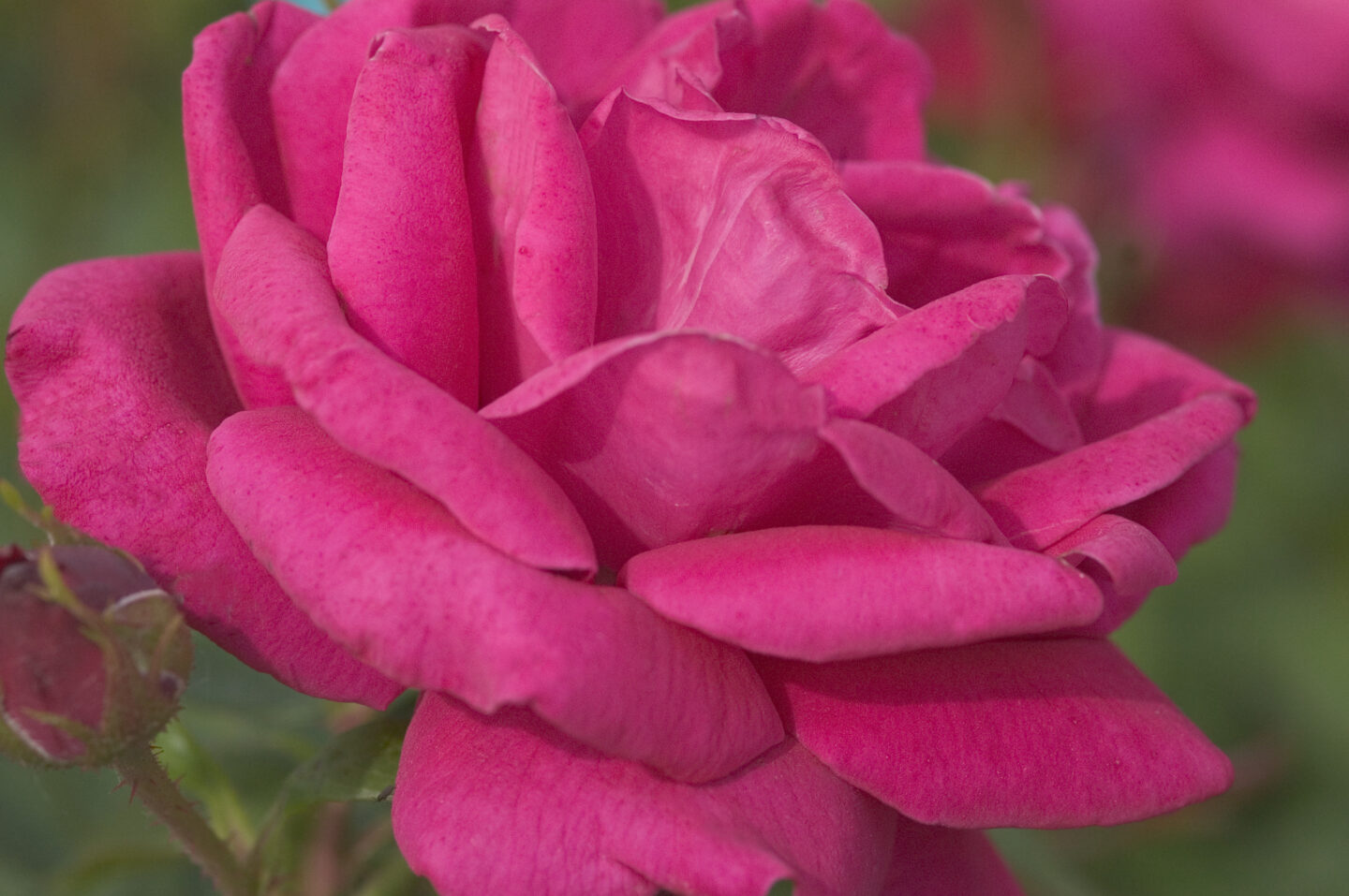 Garden Gab™ - Fall Dos and Don'ts | Easy Elegance