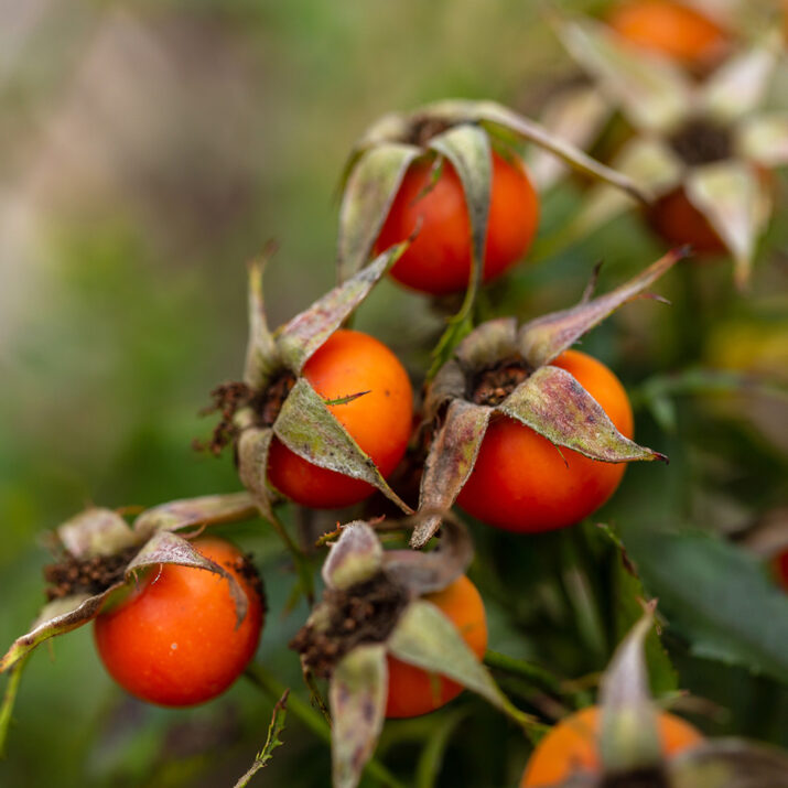How to Overwinter Roses in Containers | Easy Elegance