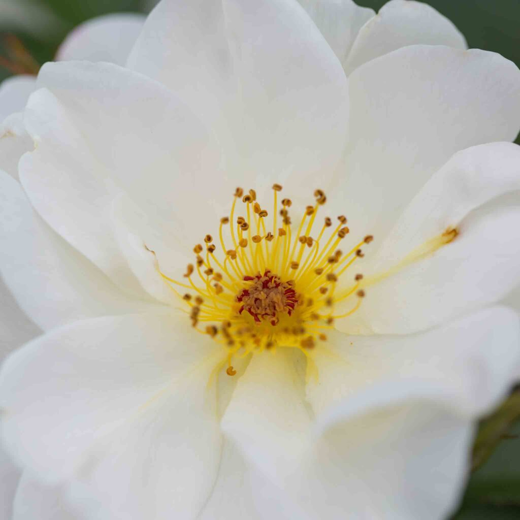 Guide to White Roses: Meaning, Care Tips, and Landscape Inspiration ...