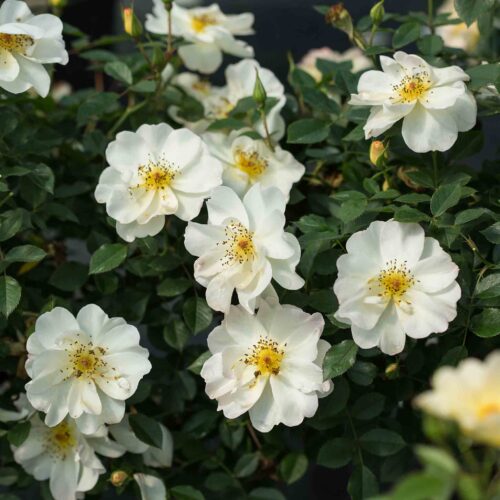 Guide to White Roses: Meaning, Care Tips, and Landscape Inspiration ...