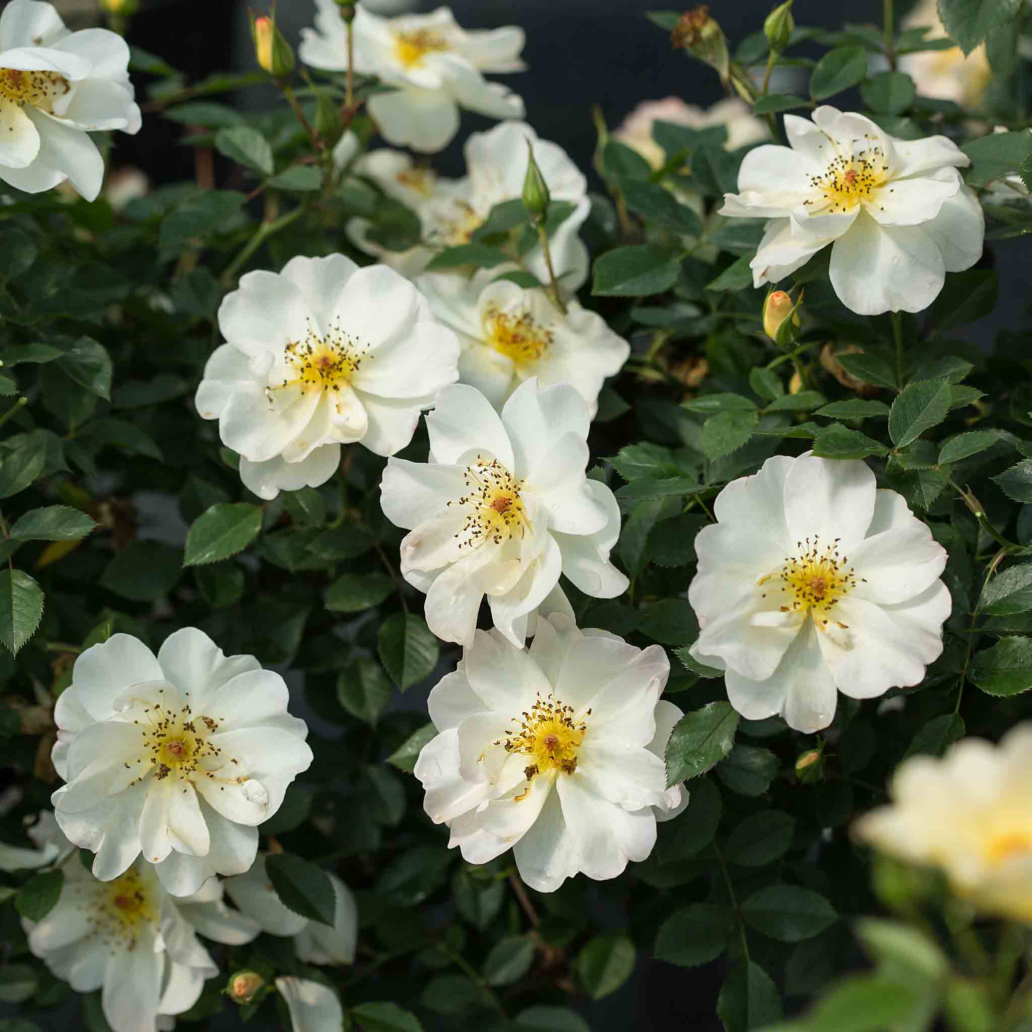 Guide to White Roses: Meaning, Care Tips, and Landscape Inspiration ...