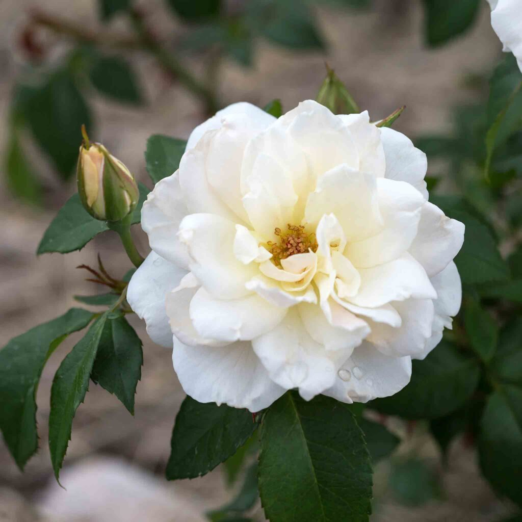 Guide to White Roses: Meaning, Care Tips, and Landscape Inspiration ...