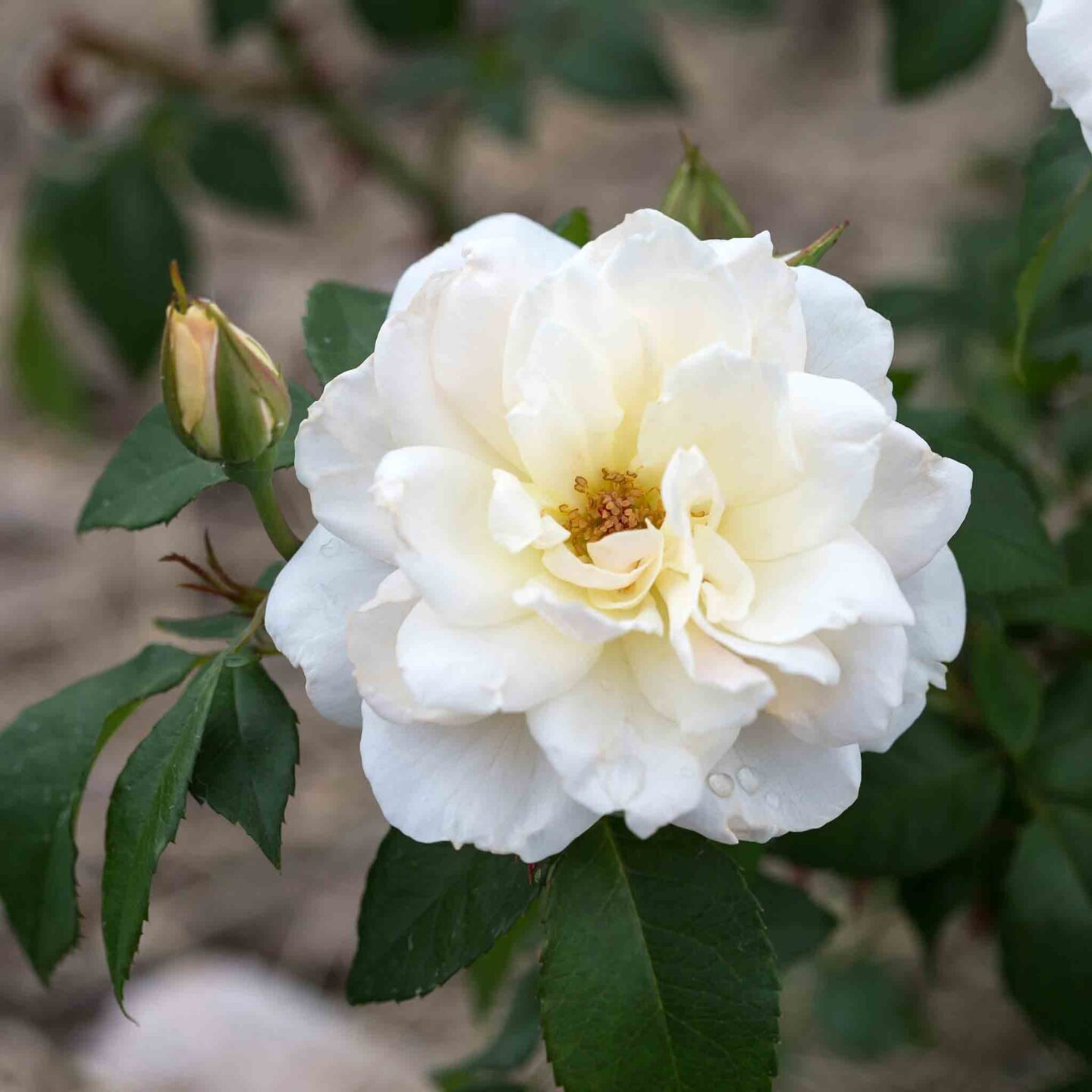 Guide to White Roses: Meaning, Care Tips, and Landscape Inspiration ...