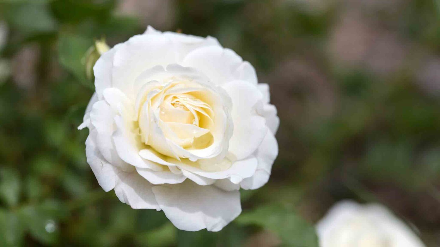 Guide to White Roses: Meaning, Care Tips, and Landscape Inspiration ...