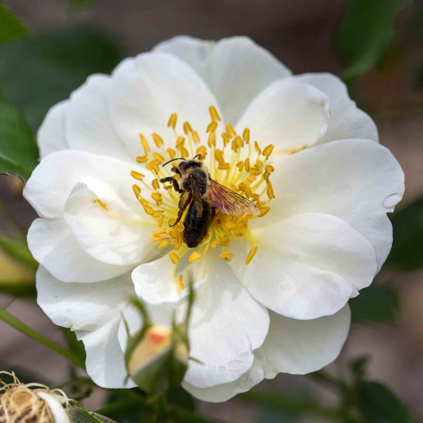 Guide to White Roses: Meaning, Care Tips, and Landscape Inspiration ...