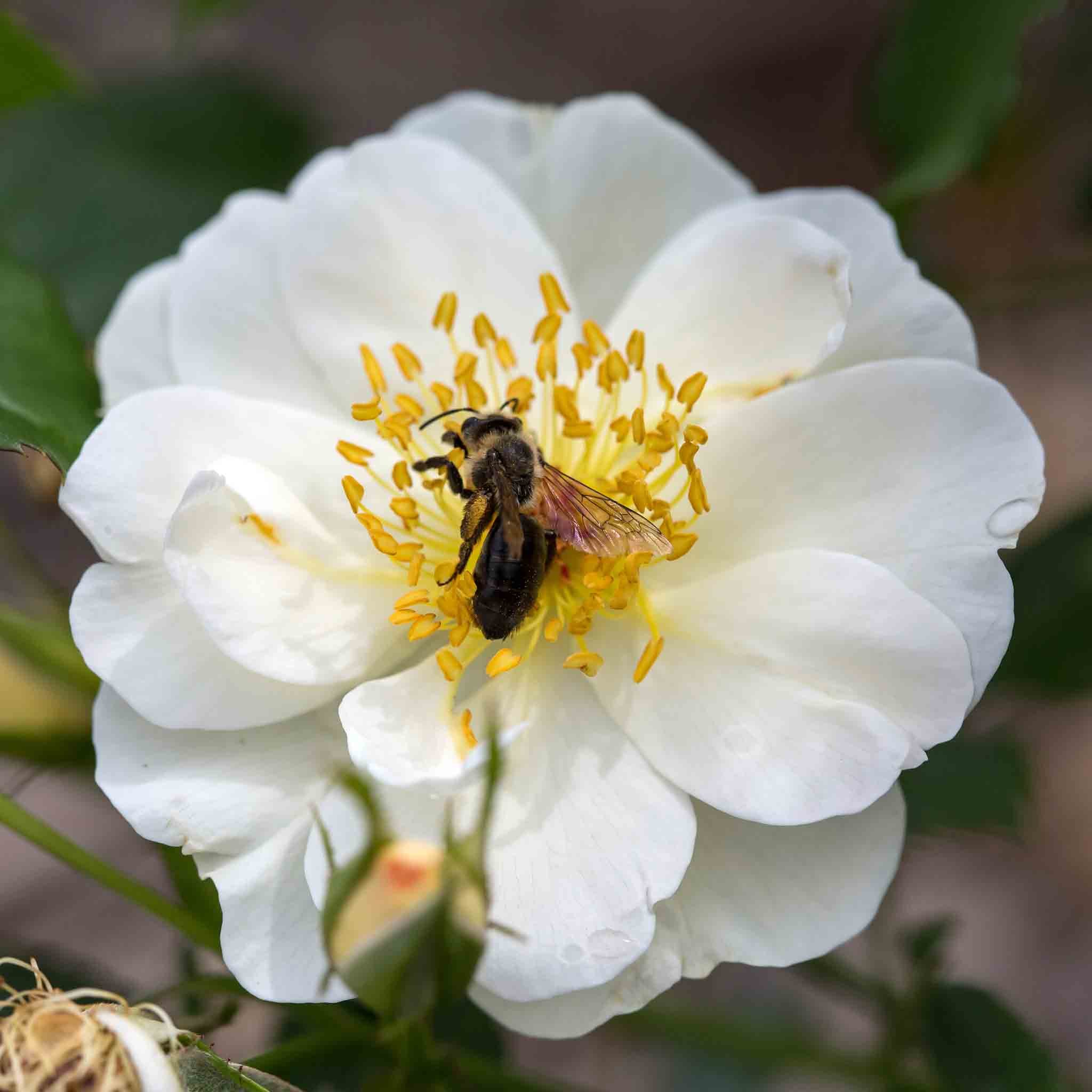 Guide to White Roses: Meaning, Care Tips, and Landscape Inspiration ...