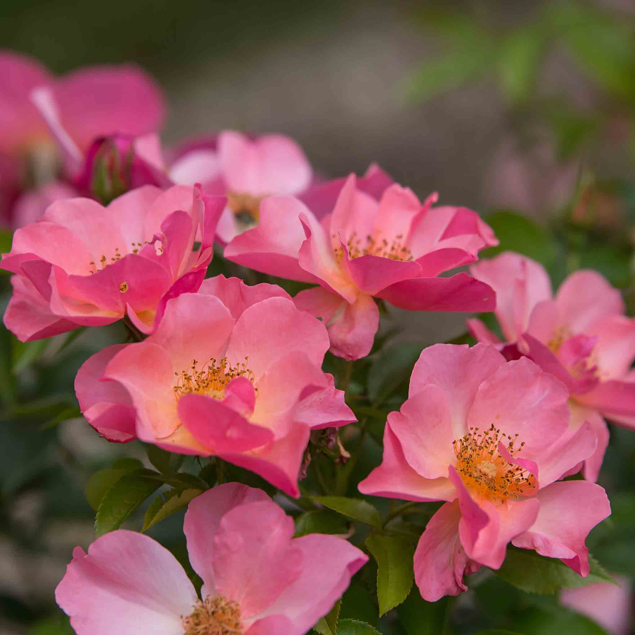 All the Rage 101: Plant Details, Landscape Inspiration, and Care | Easy ...