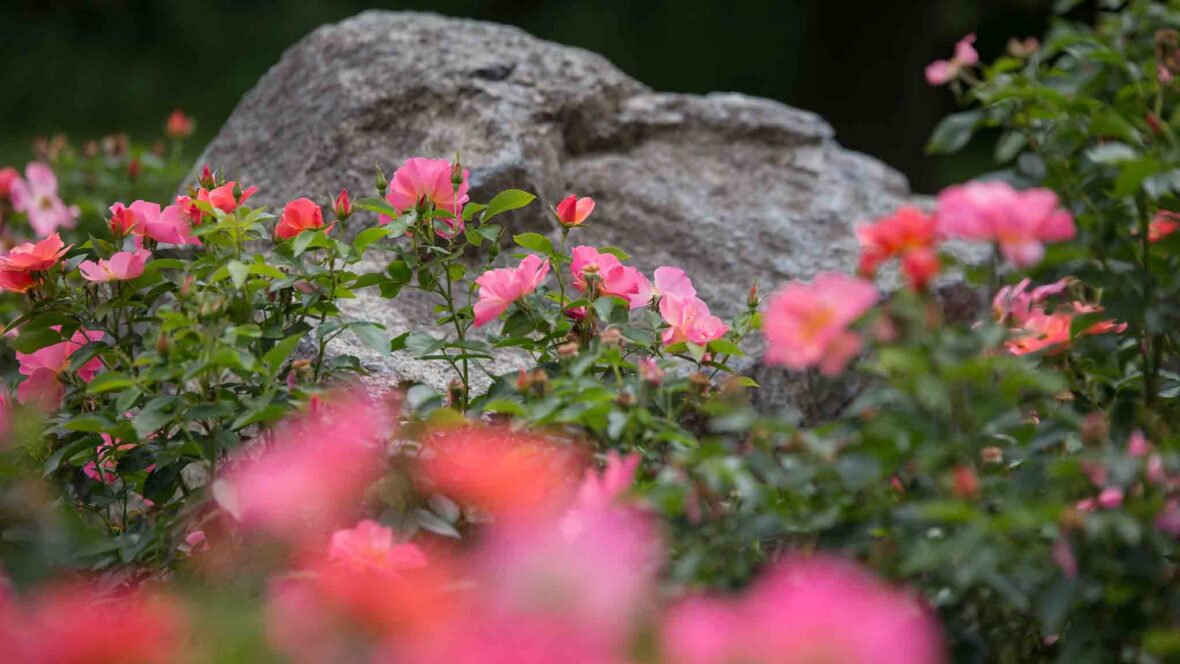 All the Rage 101: Plant Details, Landscape Inspiration, and Care | Easy ...