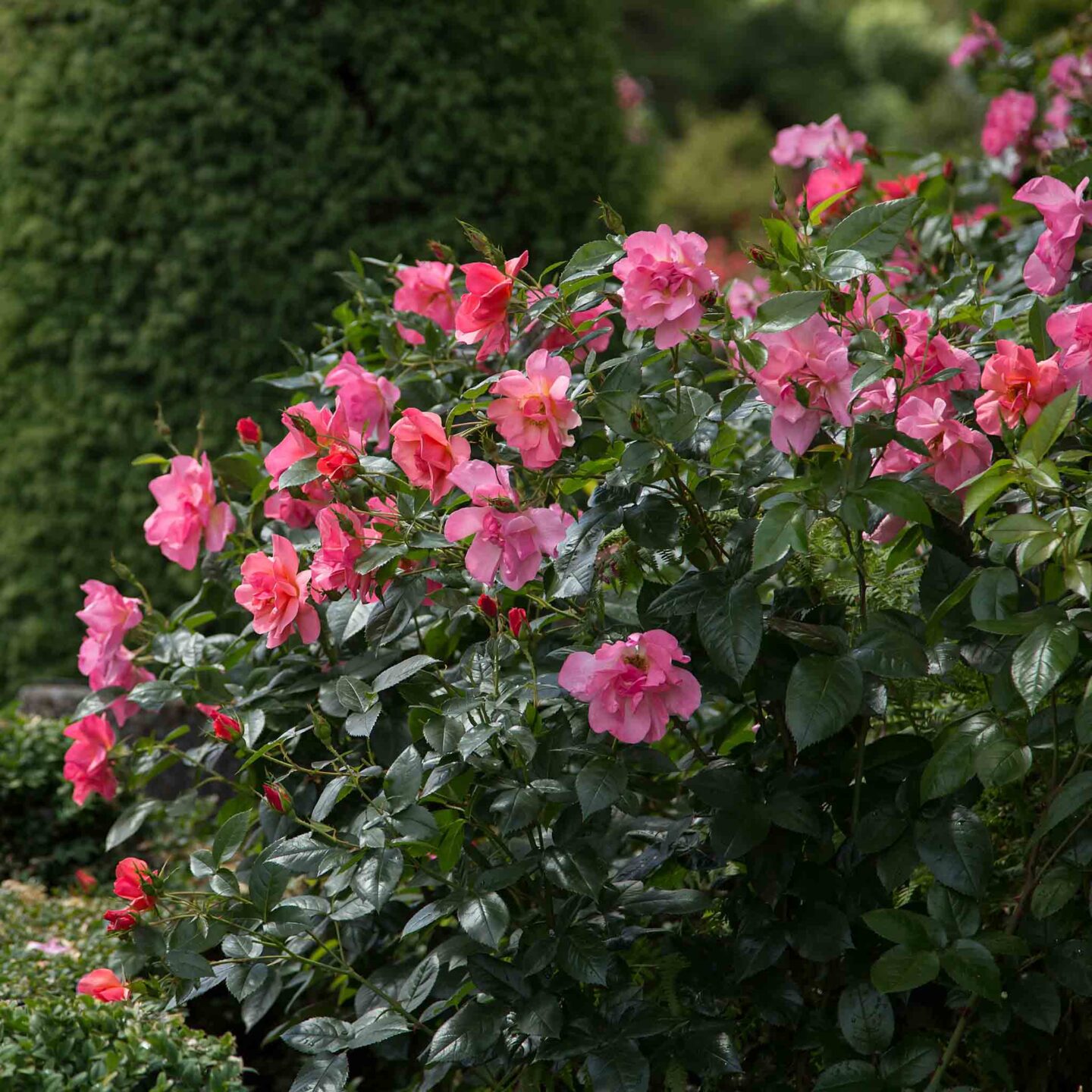 All the Rage 101: Plant Details, Landscape Inspiration, and Care | Easy ...