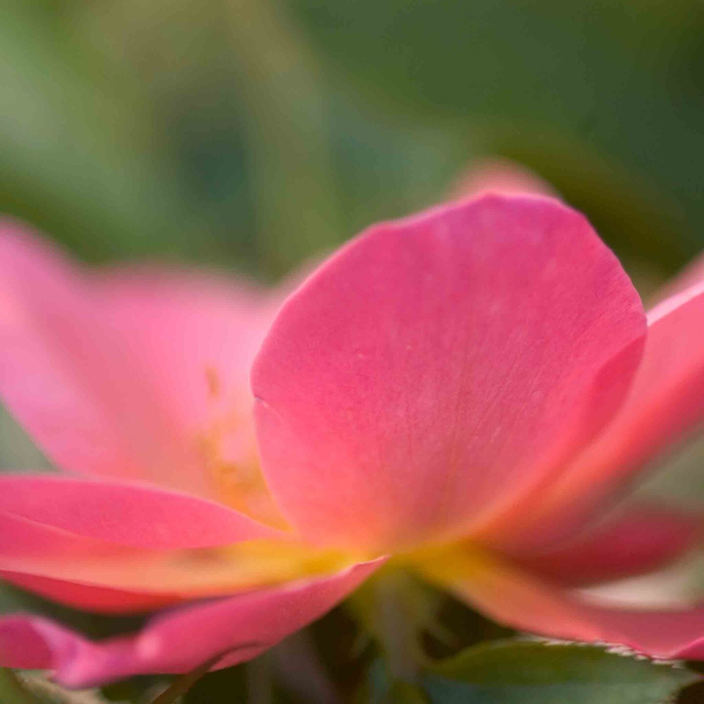 All the Rage 101: Plant Details, Landscape Inspiration, and Care | Easy ...