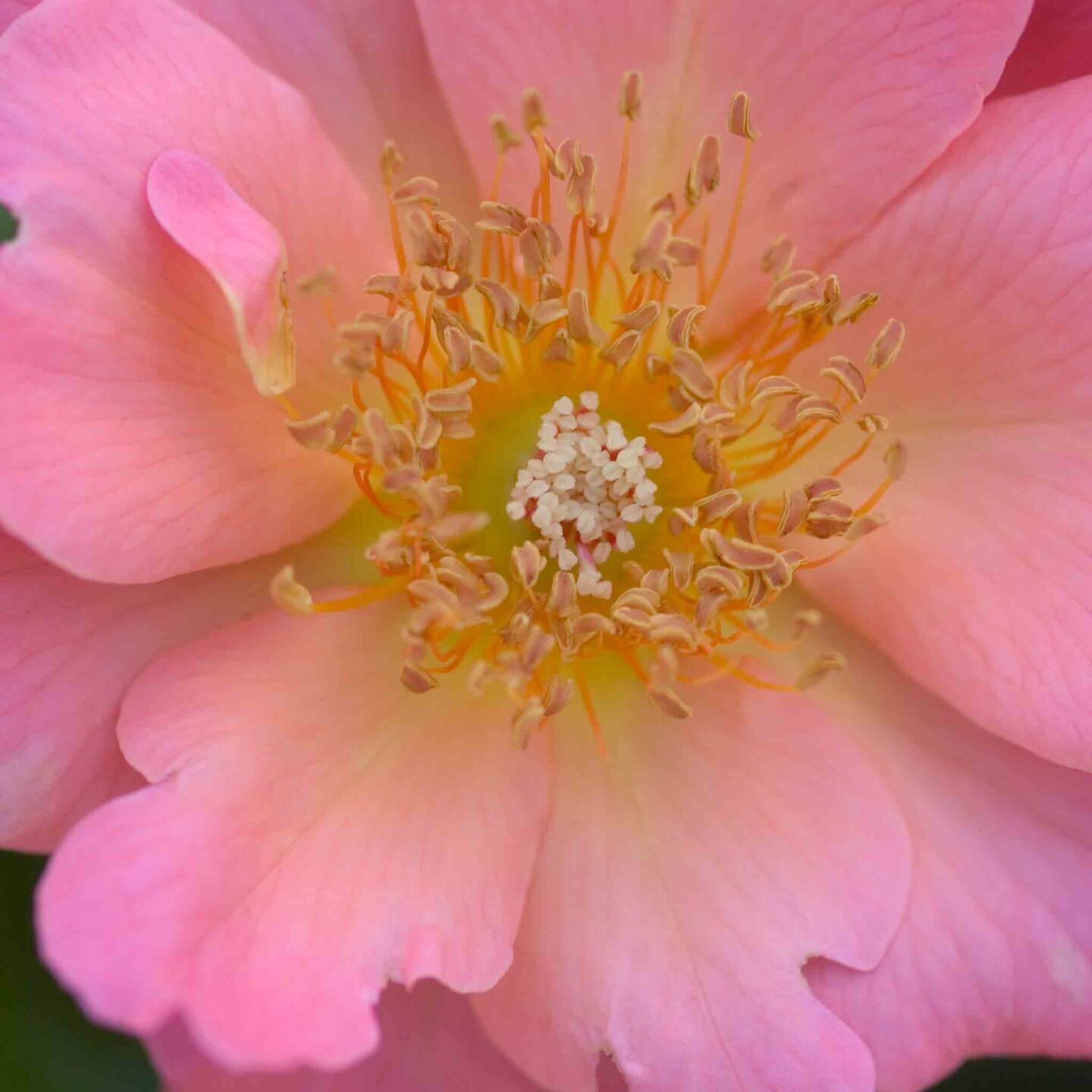 All the Rage 101: Plant Details, Landscape Inspiration, and Care | Easy ...