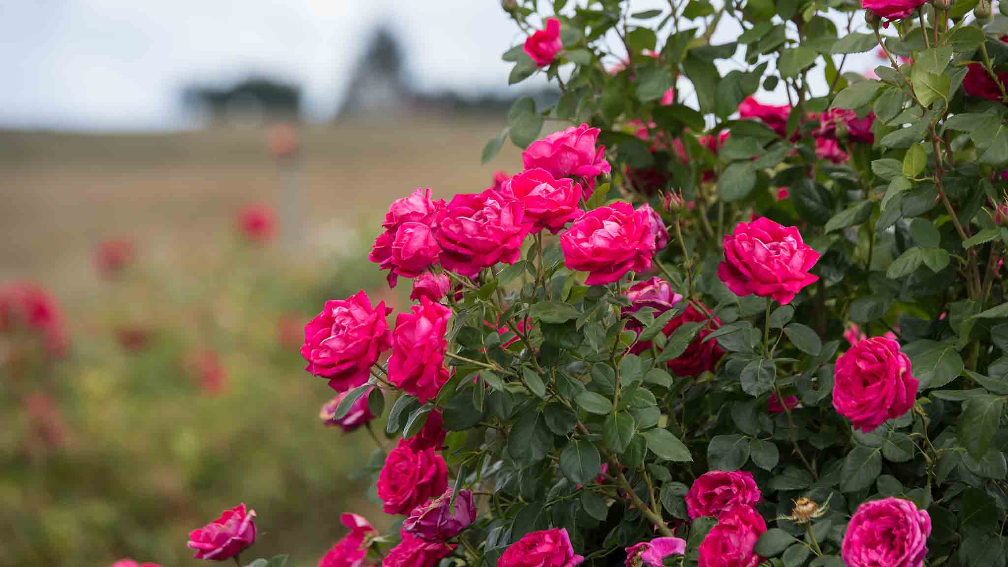 Plant Hardiness Zone Map | Easy Elegance