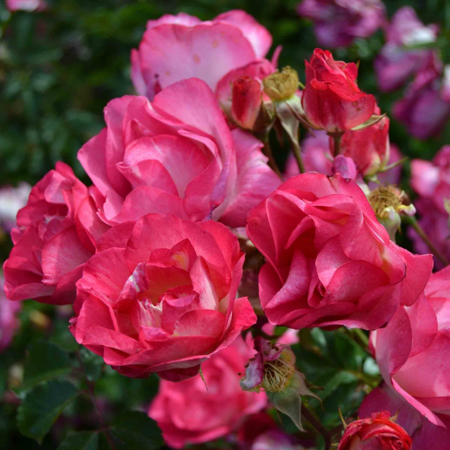 Sunrise Sunset 101: Plant Details, Landscape Inspiration, and Care Tips ...