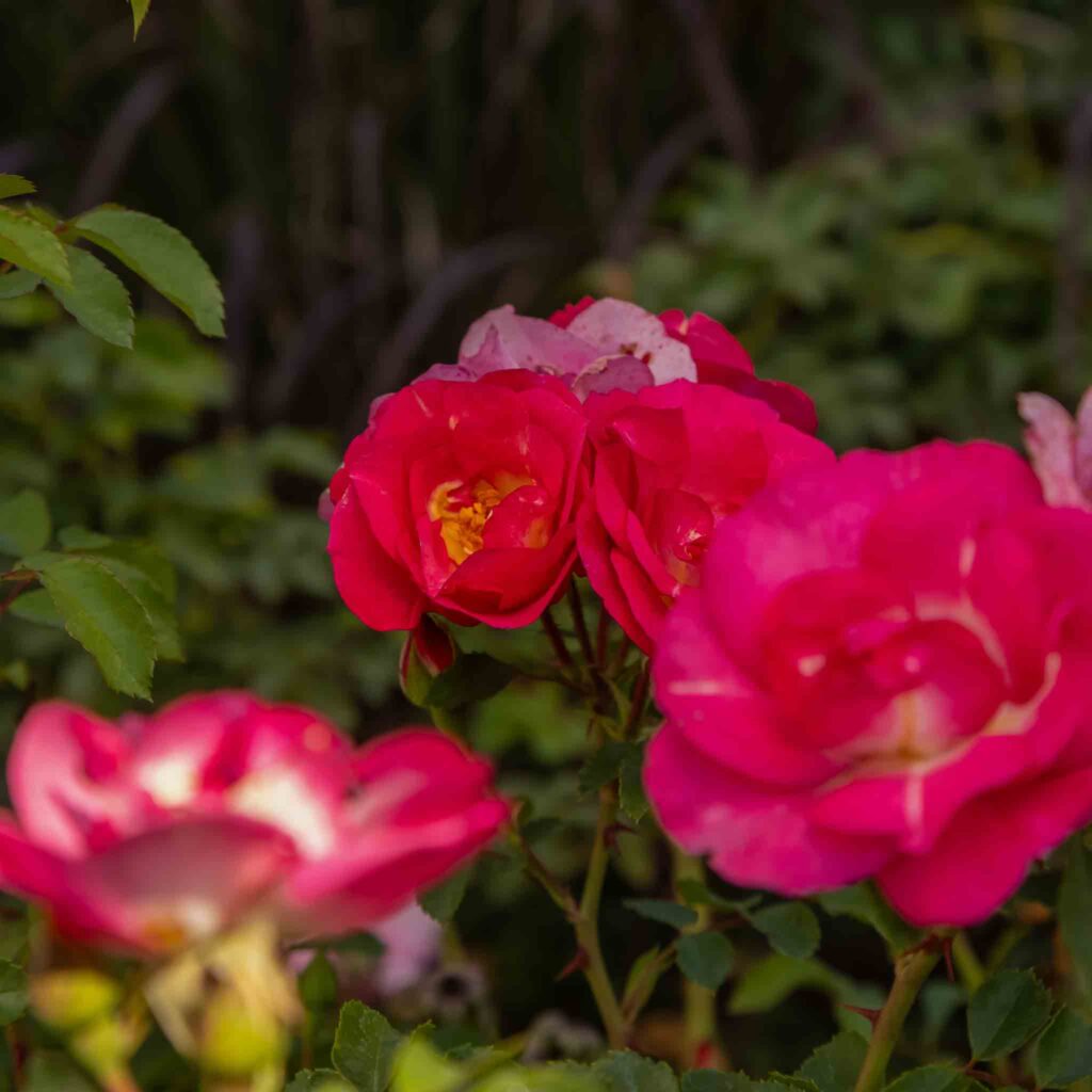 Sunrise Sunset 101: Plant Details, Landscape Inspiration, and Care Tips ...