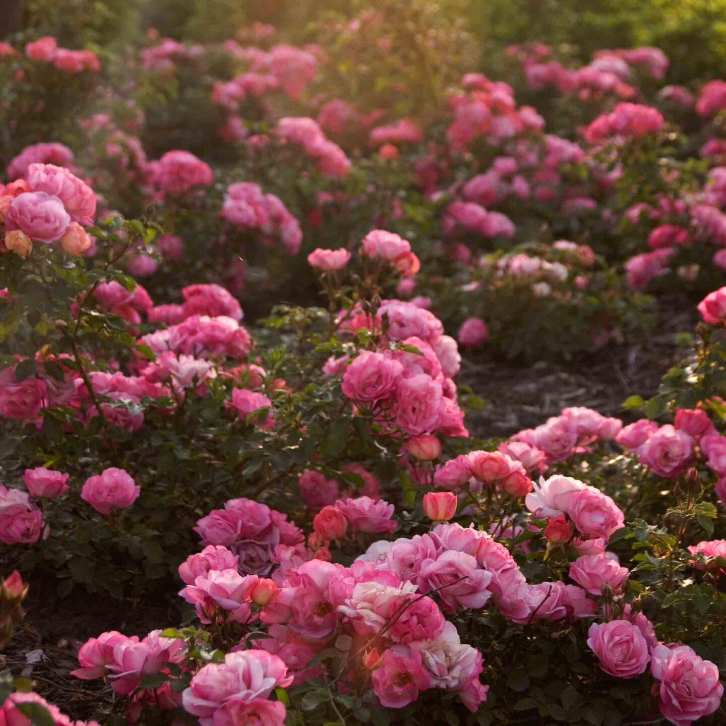 Sunrise Sunset 101: Plant Details, Landscape Inspiration, and Care Tips ...