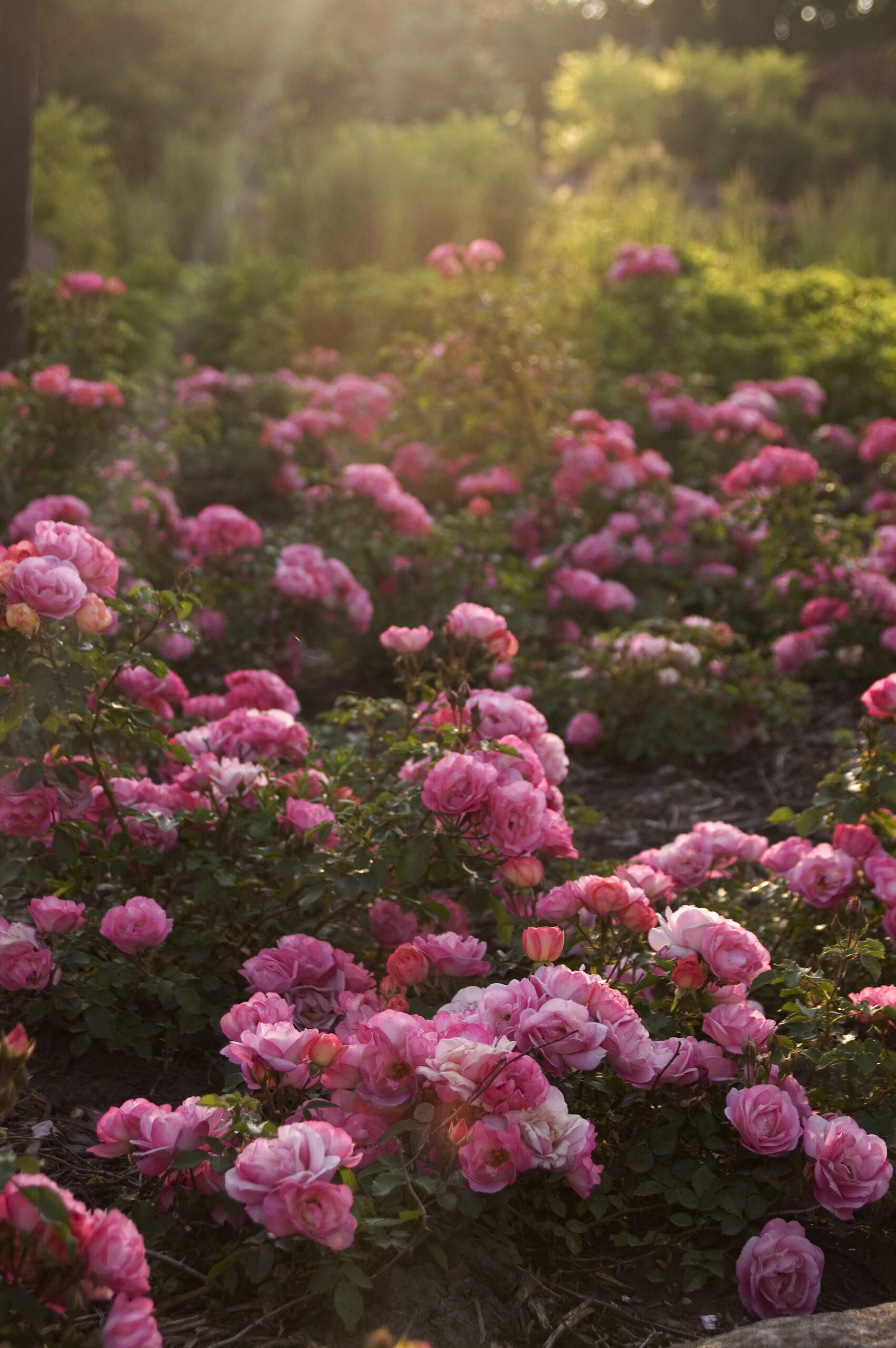 Sunrise Sunset 101: Plant Details, Landscape Inspiration, and Care Tips ...