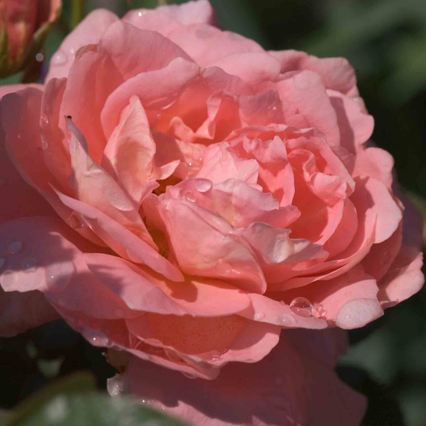 Understanding Hardiness Zones for Roses | Easy Elegance
