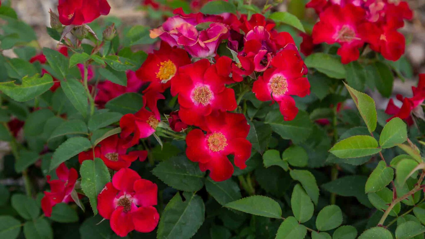 Screaming Neon Red 101: Plant Details, Landscape Inspiration, and Care ...