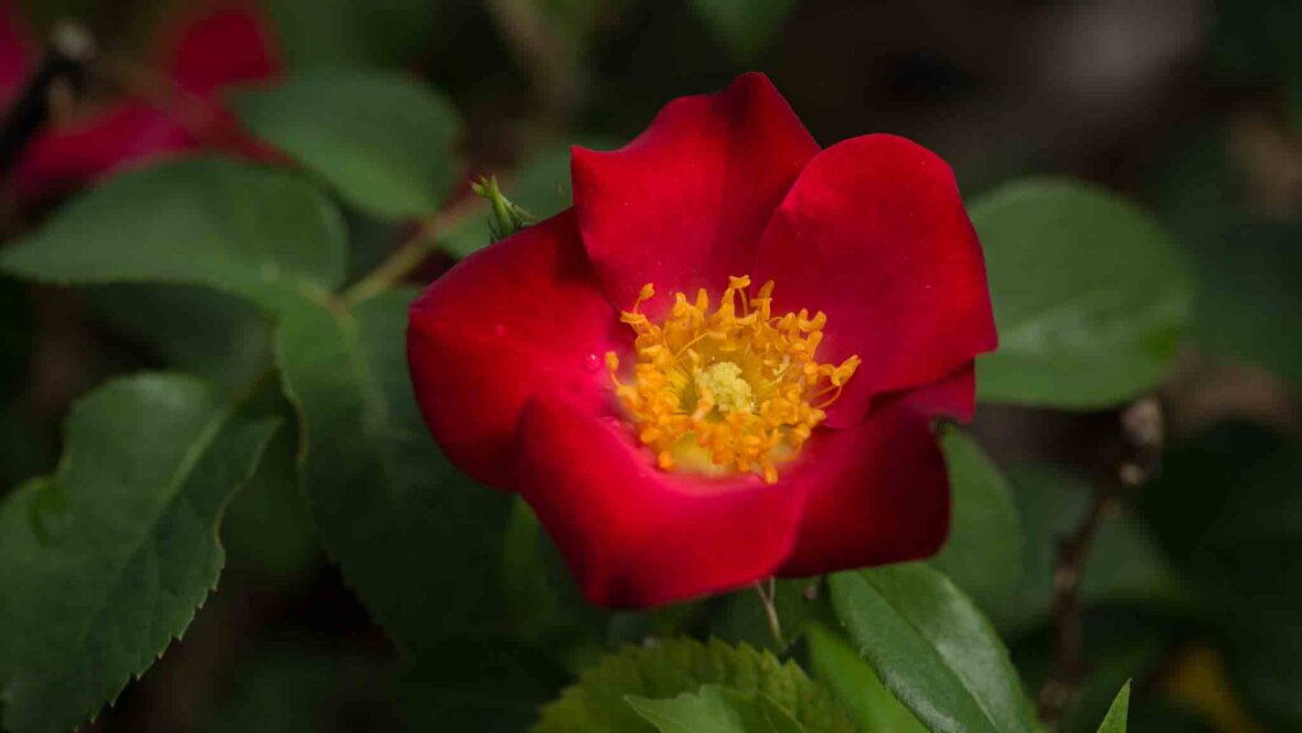 Screaming Neon Red 101: Plant Details, Landscape Inspiration, and Care ...