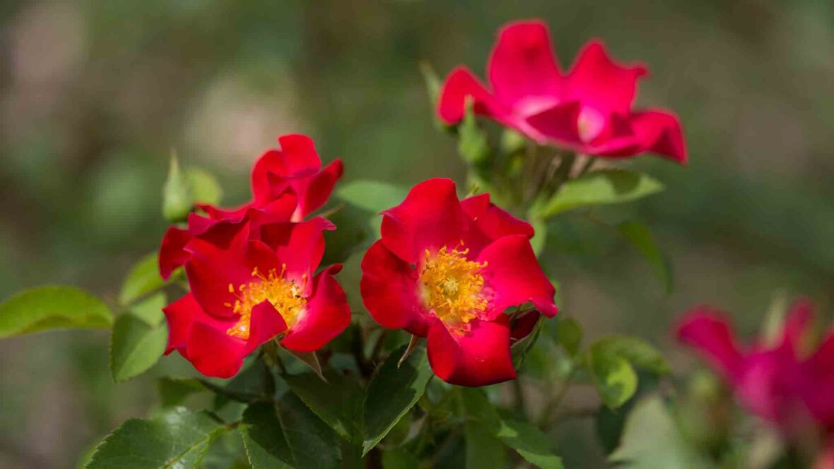 Screaming Neon Red 101: Plant Details, Landscape Inspiration, and Care ...